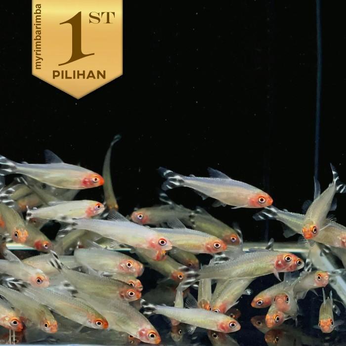 Jual Paket Koloni (isi 10) Rummy Nose Tetra Ikan Hias Aquascape Hiasan ...