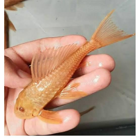 Jual Ikan Pleco Albino, Sapu Sapu pembersih algae kolam dan aquarium ...
