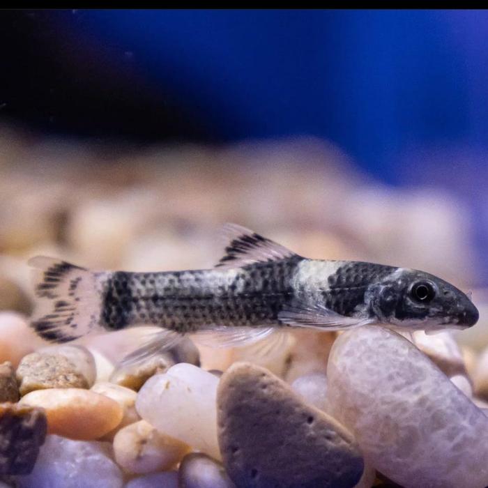 Jual Ikan Garrarufa Panda / Ikan Hias Garra Rufa Panda - Jakarta Utara ...