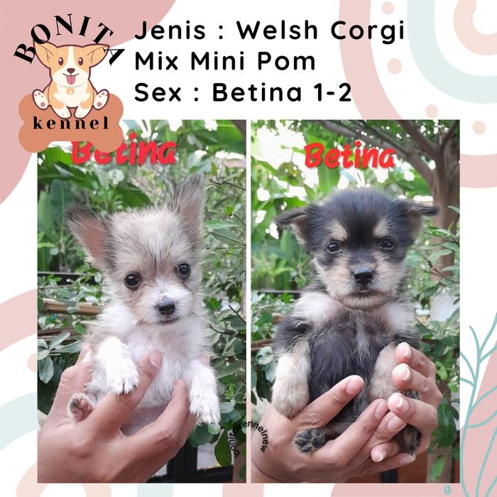 Jual Welsh Corgi Mix Mini Pom Anak Anjing Minipom Corgi Mini Pomeranian ...