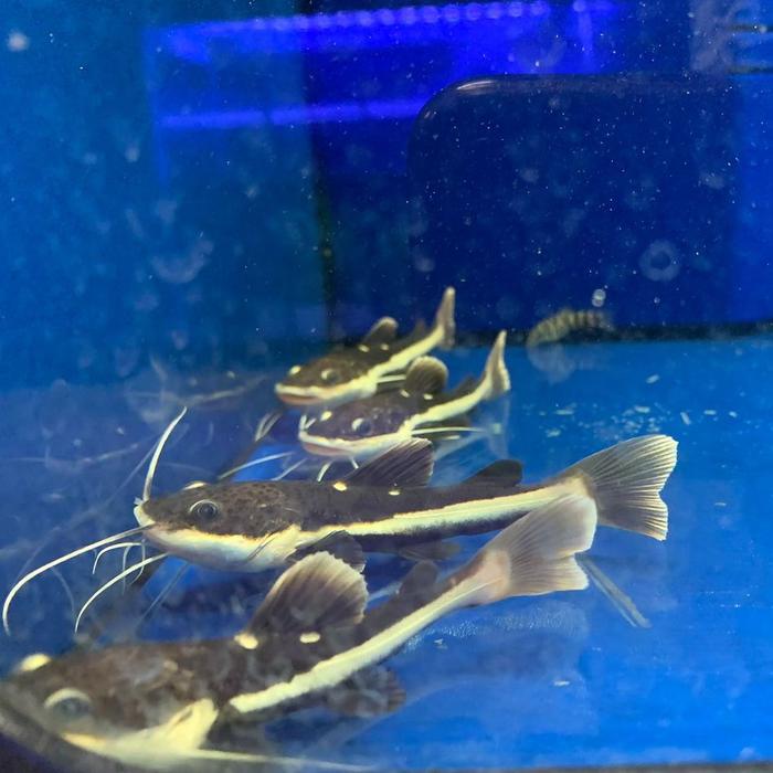 Jual Ikan Red Tail Catfish - Ikan Predator RTC - Ikan Hias Air Tawar ...