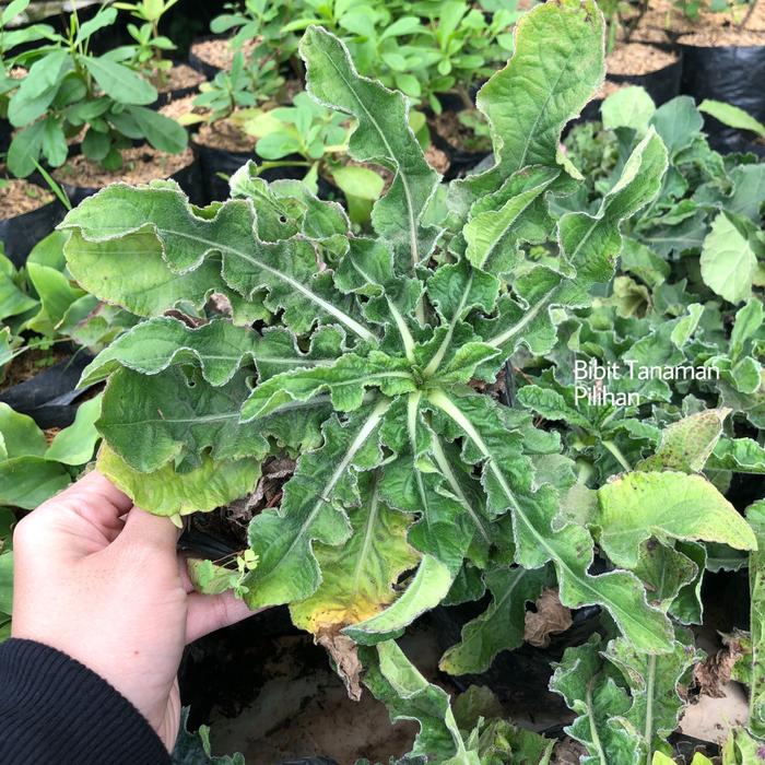 Jual Bibit tanaman tapak liman herbal tanaman tapakliman daun toga obat ...