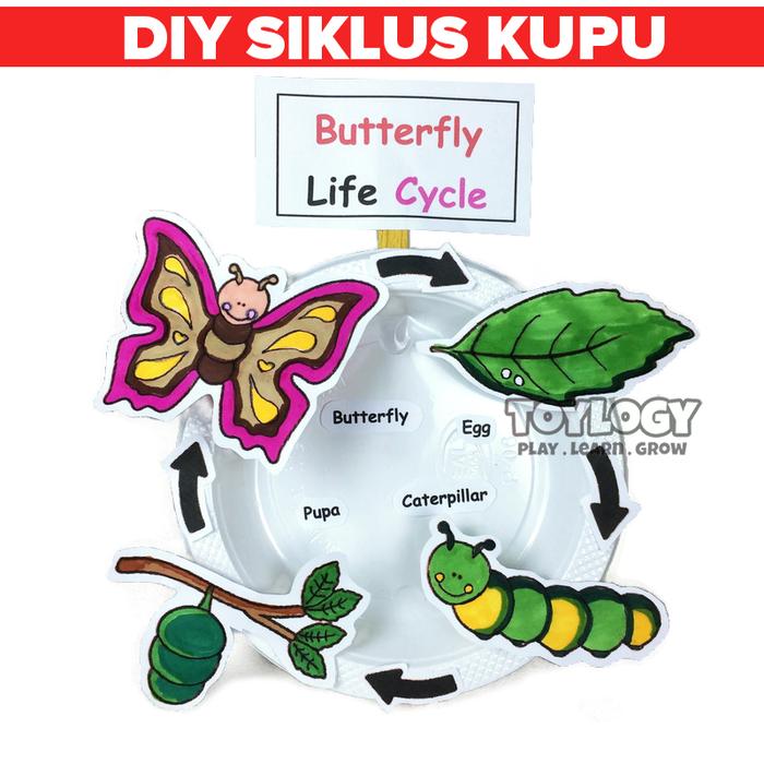 Jual Craft Diy Anak Model Maket Siklus Kupu Kupu Butterfly Sains Ide ...