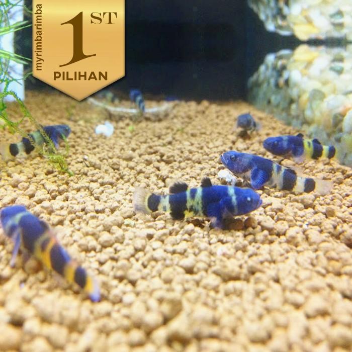 Jual Paket Koloni (isi 10) Anakan Mini Goby Bumblebee Ikan Hias Aquascape HIasan Aquarium Micro ...