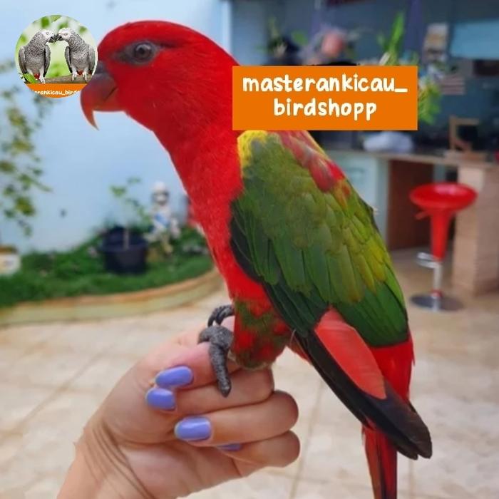 Jual burung Nuri Ambon jinak total mewah mempesona langka - Jakarta ...