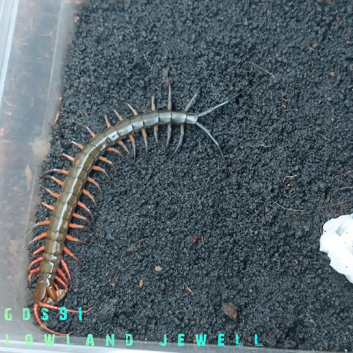 Jual scolopendra subspinipes lowland jewel - Kota Bekasi - Centipede ...