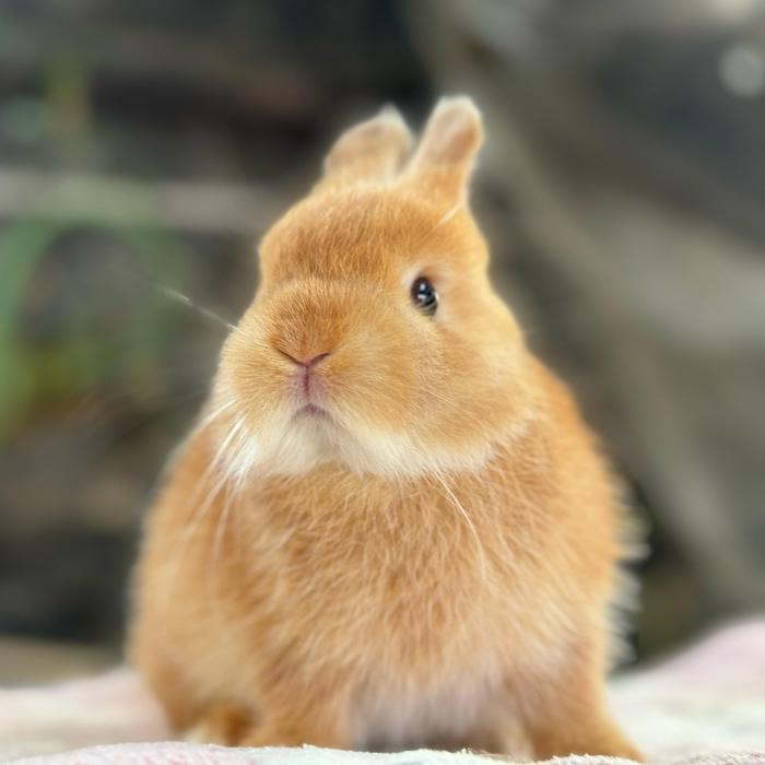 Jual Kelinci Netherland Dwarf - Kota Bandung - Rumah Kelinci Bandung ...