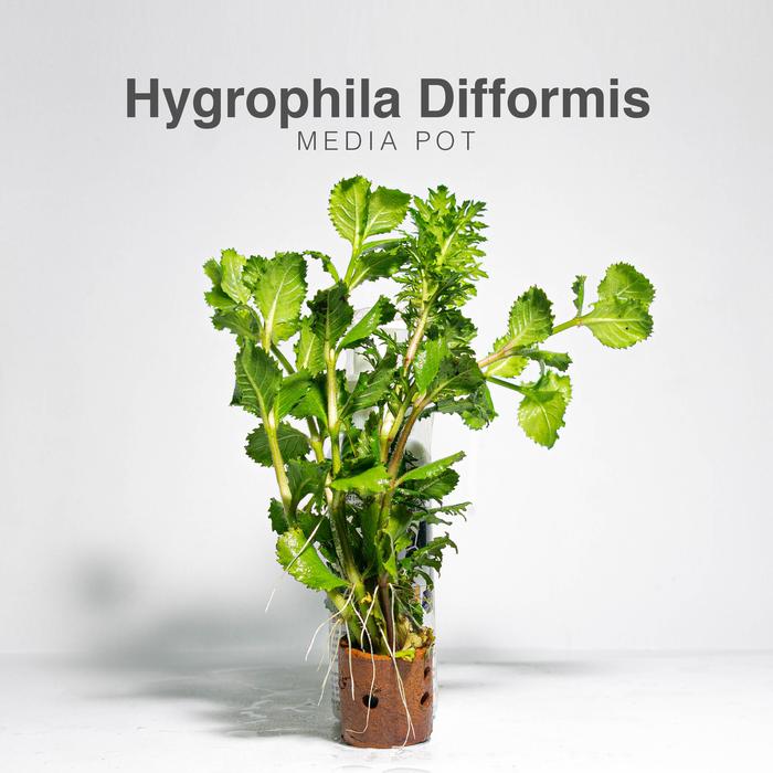 Jual Hygrophila Difformis / Water Wisteria / Tanaman Aquascape - Kota ...