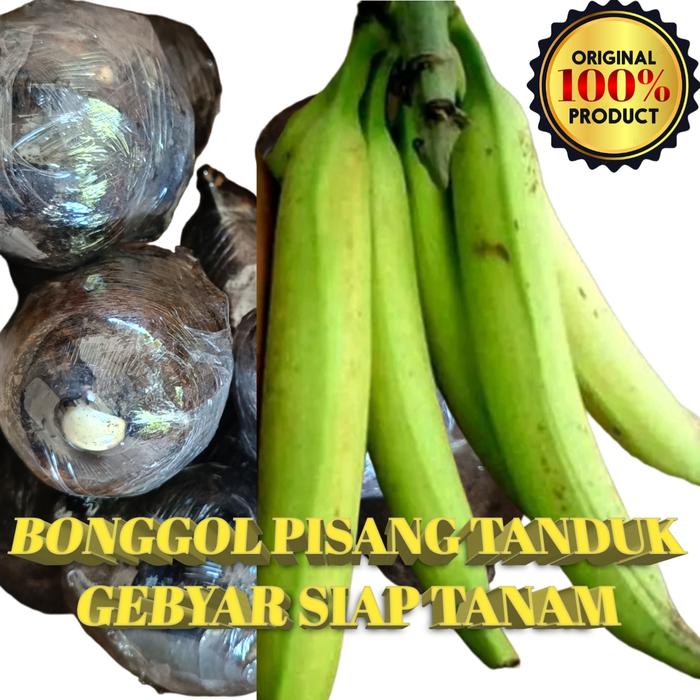 Jual Bibit Bonggol Pisang Tanduk Gebyar Original - S(75gr-120gr) - Kab ...