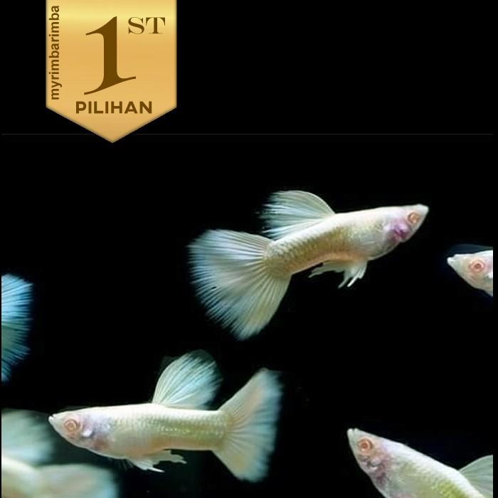 Jual Paket Koloni (isi 10) Guppy AFP Jantan Albino Full Platinum Ikan Hias Aquascape Hiasan ...