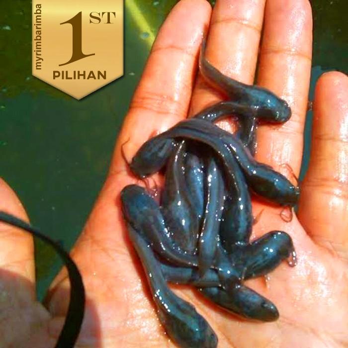 Jual Paket Ternak (isi 10) Lele Mutiara Ikan Hias Predator Hiasan ...
