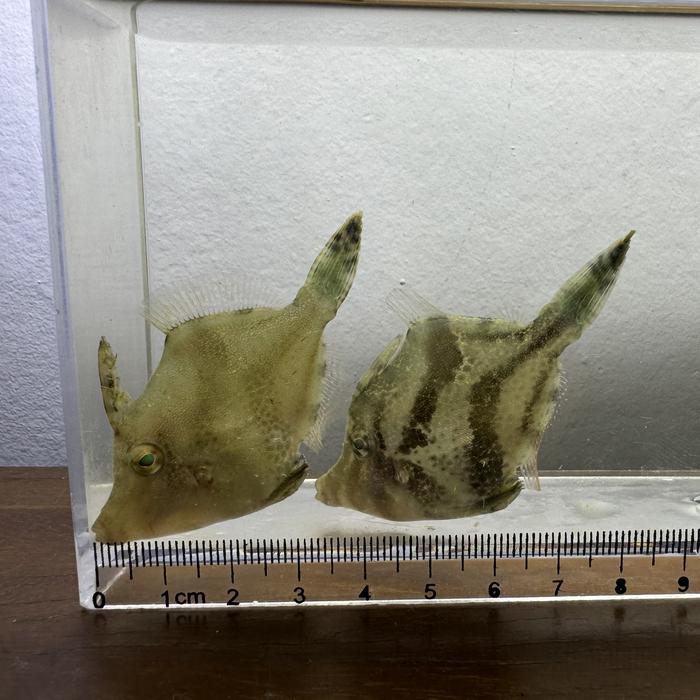 Jual monacanthus chinensis/fan-bellied leatherjacket/fantail filefish ...