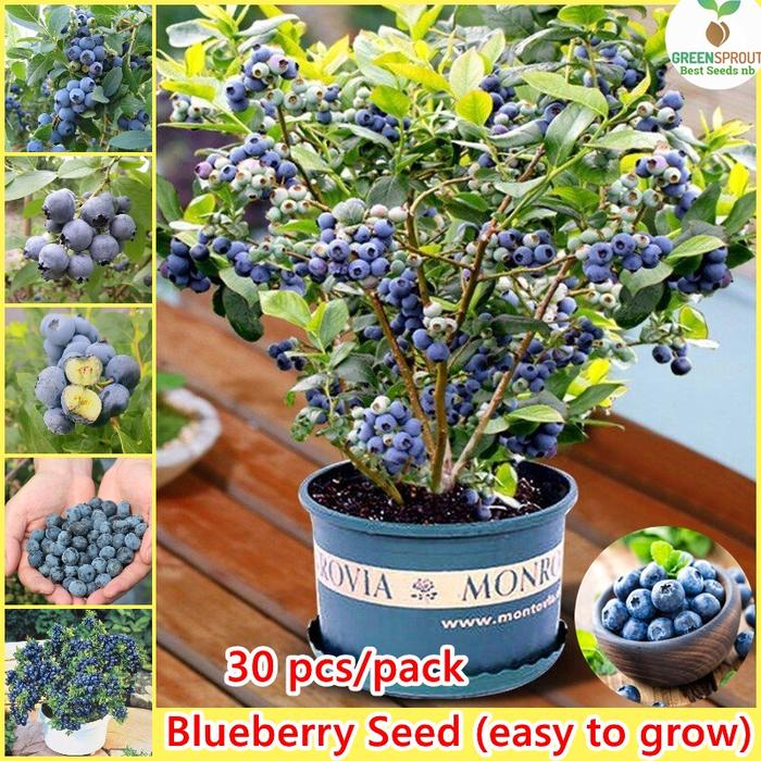 Jual super benih Kadar kecambah 95% (isi 100butir biji)Blueberry seeds ...