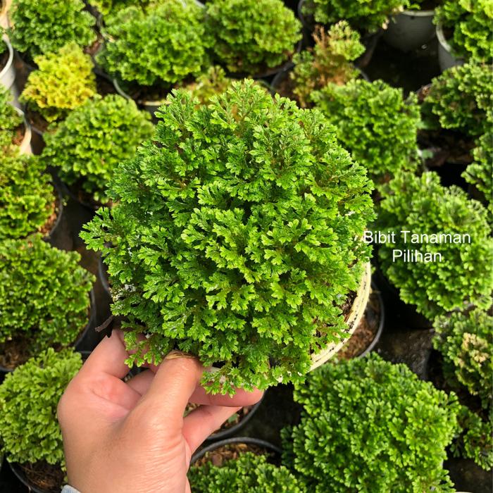 Jual Tanaman ande lumut indoor ambon moss lumut hidup sellaginela lumut ...
