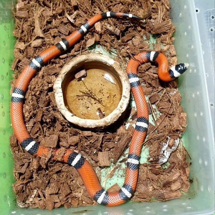Jual Ular Sinaloan Milksnake Betina jinak rakus - Kota Surabaya - K4C ...