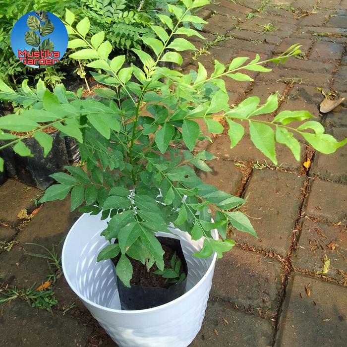 Jual bibit pohon kari koja - Kota Bekasi - Mustika garden | Tokopedia