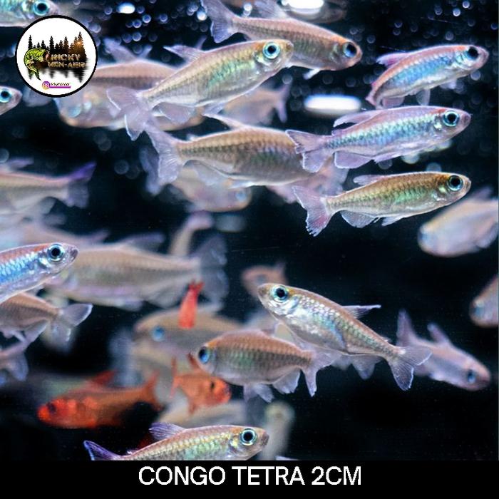 Promo IKAN CONGO TETRA - Kota Bekasi - RICKY MEN AER | Tokopedia