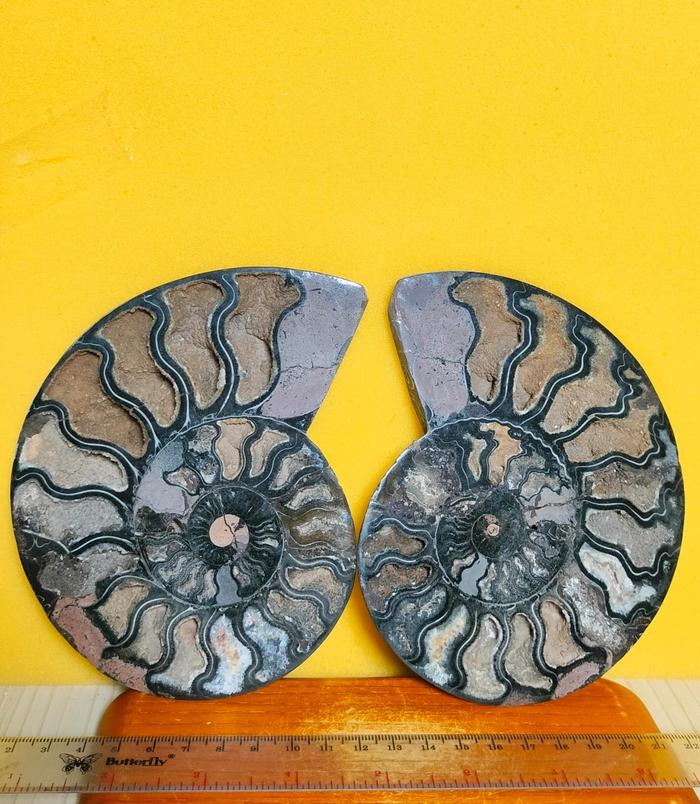Jual Batu Fossil Keong Black_Ammonite Sepasang Natural (3) - Jakarta ...