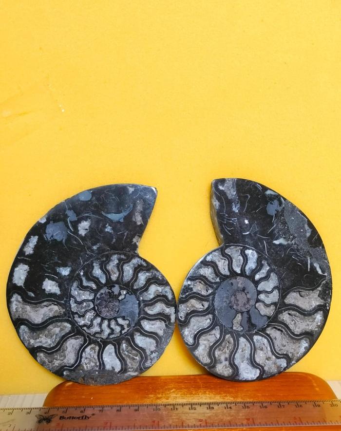 Jual Batu Fossil Keong Black_Ammonite Sepasang Natural (2) - Jakarta ...