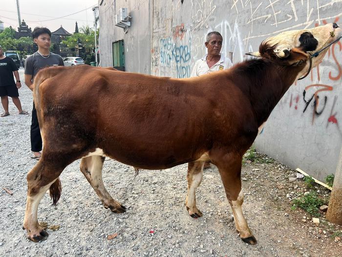Jual hewan qurban kambing domba dan sapi - Kota Tangerang Selatan - Penjualan hewan qurban ...