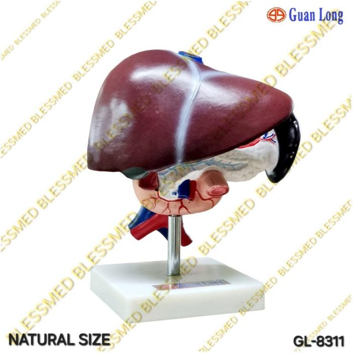 Jual Alat Peraga Liver, Pancreas, and Duodenum Model GL-8311 (Import ...
