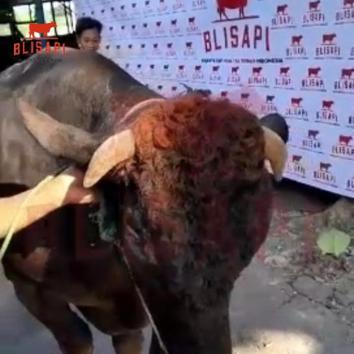 Jual Sapi Kurban Qurban Brangus 700kg ++ by Blisapi - Jakarta Timur ...
