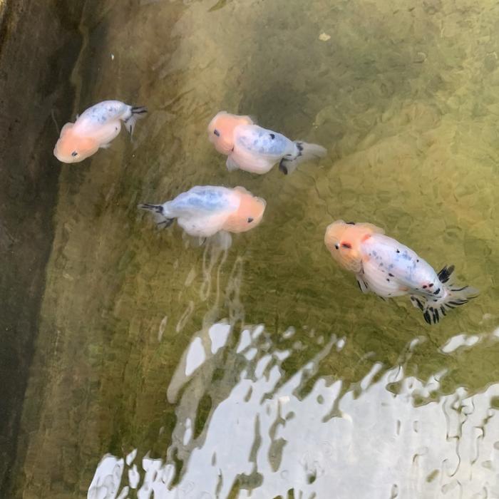 Jual Ikan Sapi Air Cow Mas Koki Goldfish - Kota Tangerang Selatan ...