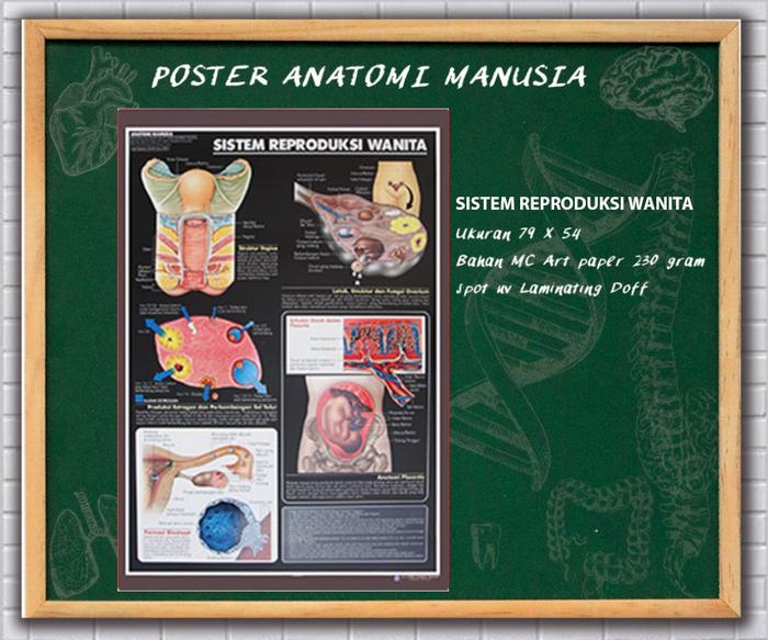 Jual Poster Anatomi Manusia (Sistem Reproduksi Wanita) - Jakarta ...