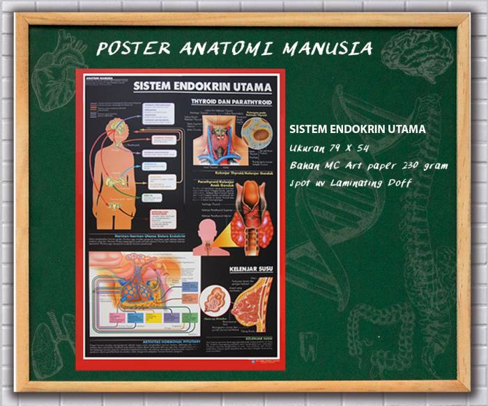Jual Poster Anatomi Manusia (Sistem Endokrin Utama) - Jakarta Selatan ...