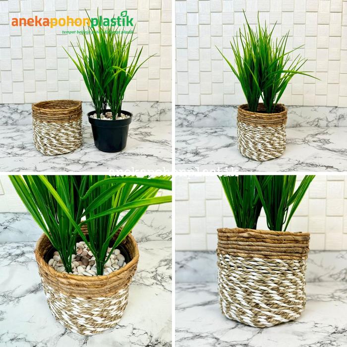 Jual Tanaman Hias Daun Kucai X4 & Tanaman Hias Watermelon Cover Pot ...