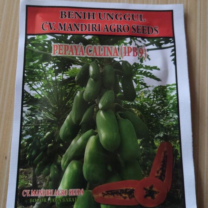 Jual Bibit Biji Pepaya CALINA IPB 9 isi 5 Gr sekitar 250 butir Benih Pepaya California Unggulan ...