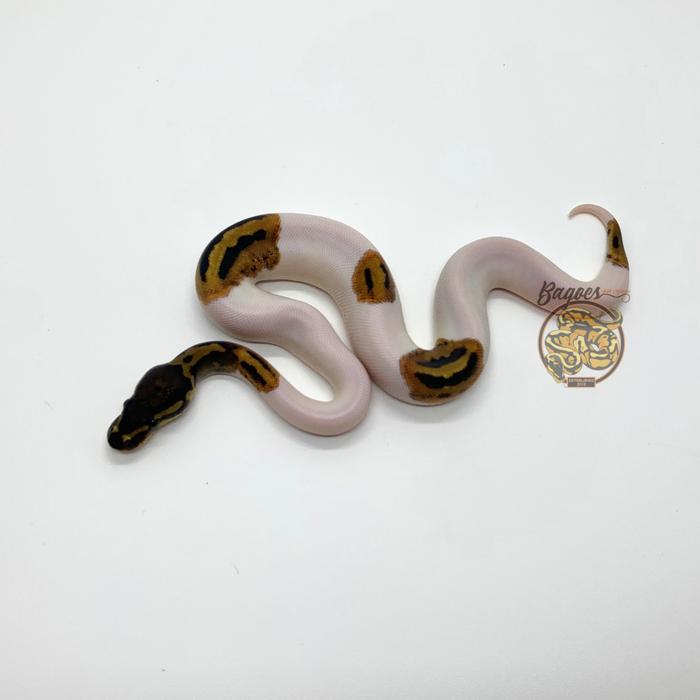 Jual Ball Python Female Pied 50% het Clown (High White Pied) - Kota ...