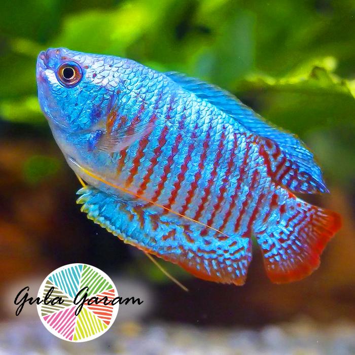 Jual Sepat Lalius Ikan Hias Dwarf Gourami Air Tawar Fire & Ice Merah ...