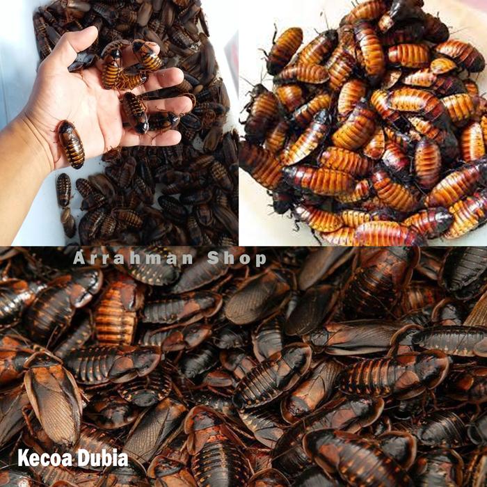 Jual kecoa dubia per 10 ekor makanan ikan predator - kecoa dubia hidup ...
