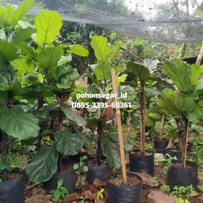 Jual pohon ketapang biola tinggi 1,5 meter murah - Kab. Bogor ...