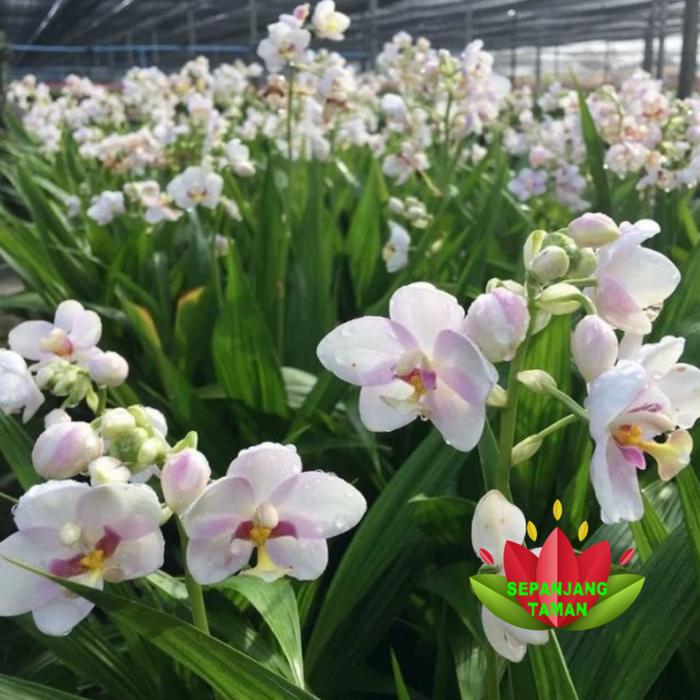 Jual Anggrek Tanah Spathoglottis Plicata White Beauty / Anggrek ...
