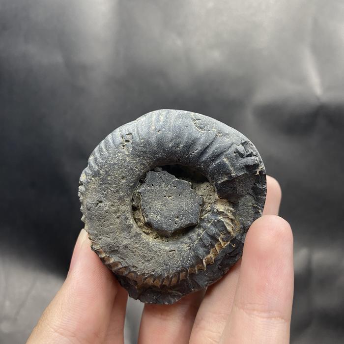 Jual RARE | NEW DISCOVERY | Papuan Ammonite Fossil Natural Batu Fosil ...