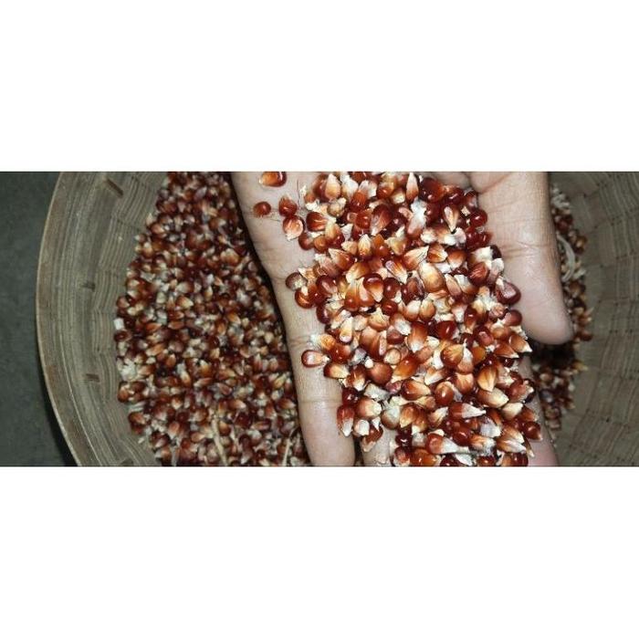 Jual Benih Tanaman Benih Jagung Kristal Merah/Manggis/Ungu Terbaik ...