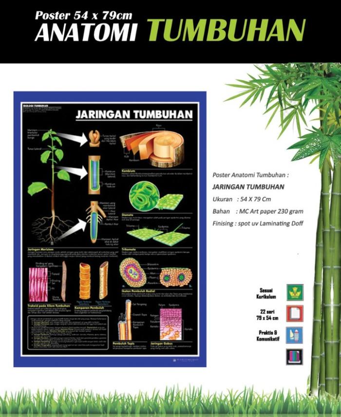 Jual Poster Anatomi Tumbuhan (Jaringan Tumbuhan) - Jakarta Selatan ...