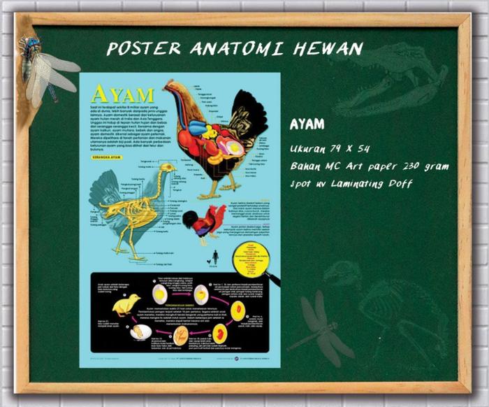 Jual Poster Anatomi Hewan (Ayam) - Jakarta Selatan - Sarana Peraga ...