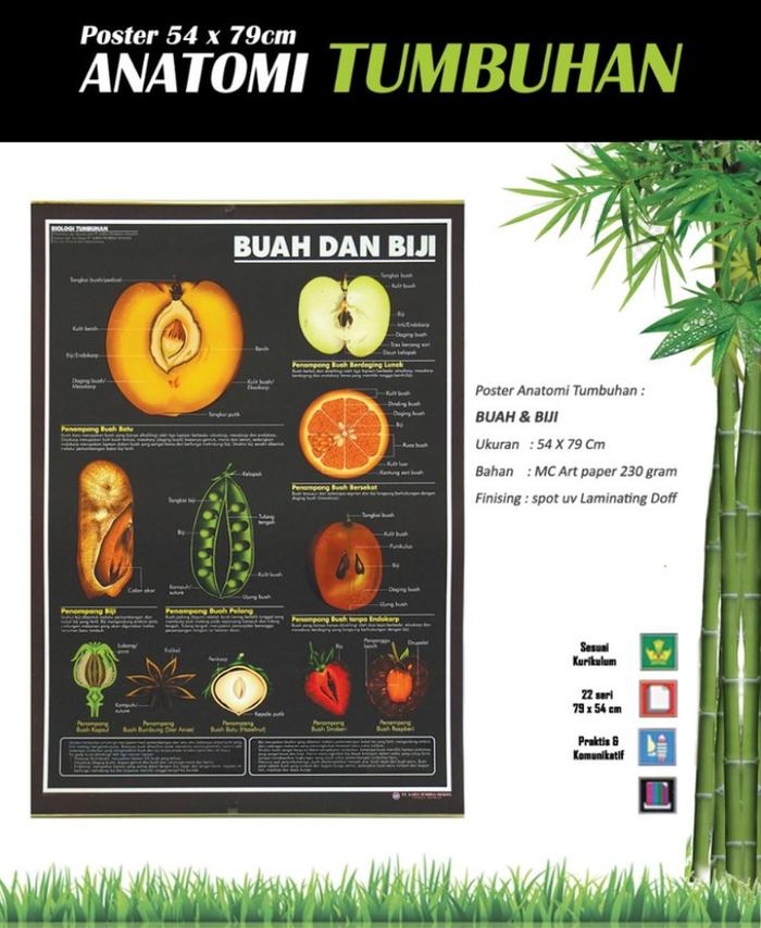Jual Poster Anatomi Tumbuhan (Buah dan Biji) - Jakarta Selatan - Sarana ...