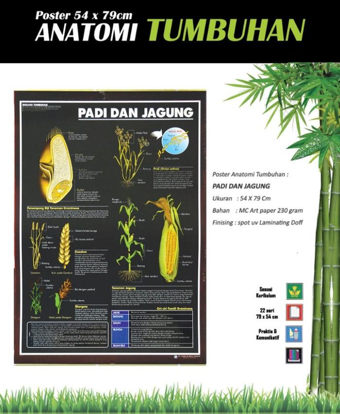 Jual Poster Anatomi Tumbuhan (Padi dan Jagung) - Jakarta Selatan ...
