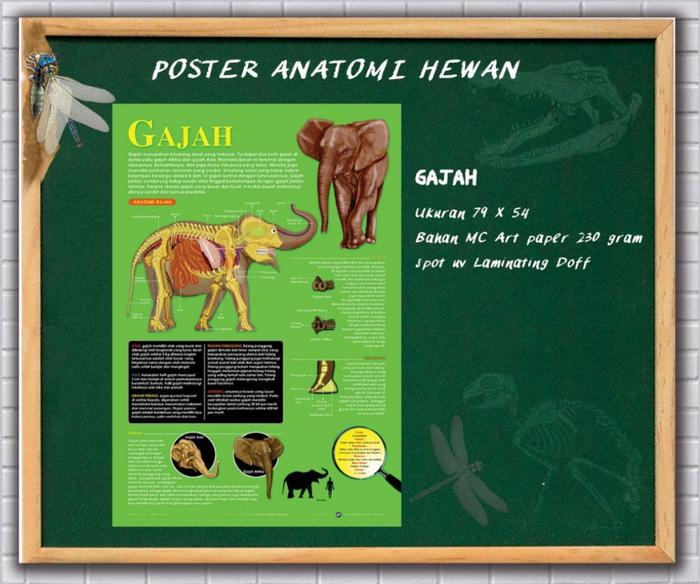 Jual Poster Anatomi Hewan (Gajah) - Jakarta Selatan - Sarana Peraga ...