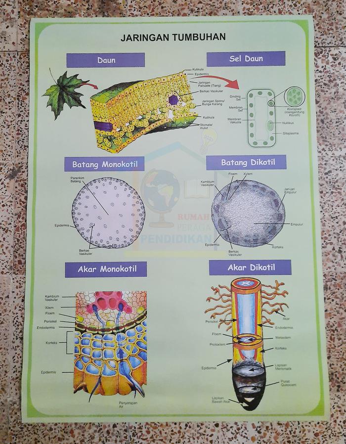 Jual Poster Jaringan Tumbuhan - Jakarta Selatan - Sarana Peraga ...