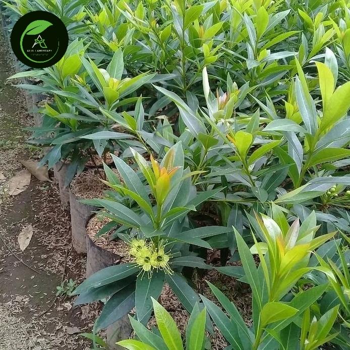 Jual tanaman hias santos lemon - bunga santos lemon - Kab. Bogor - Alul ...