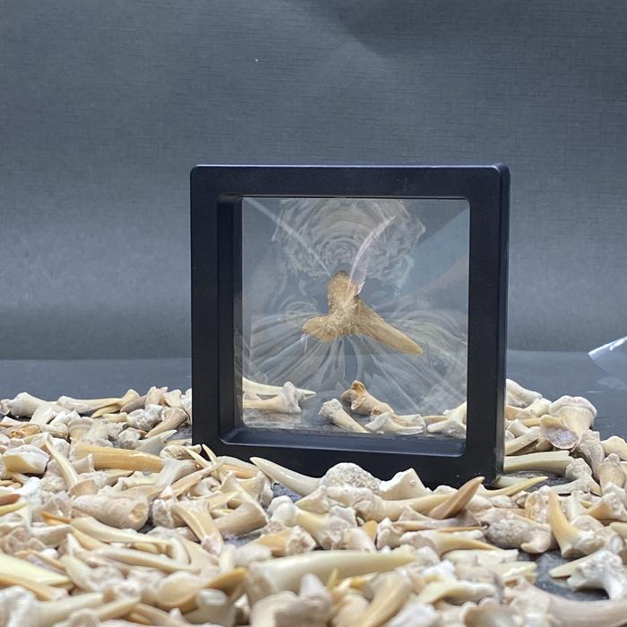 Jual Jewelry or Mini Specimen Aesthetic Display Protection Casing | Box ...