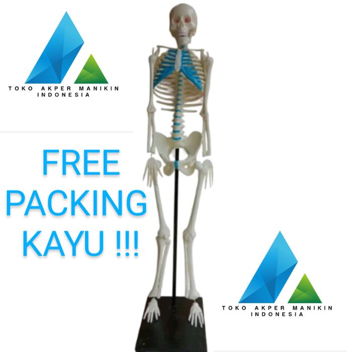 Jual Kerangka Manusia / Torso Model Kerangka Manusia / Human Skleton ...