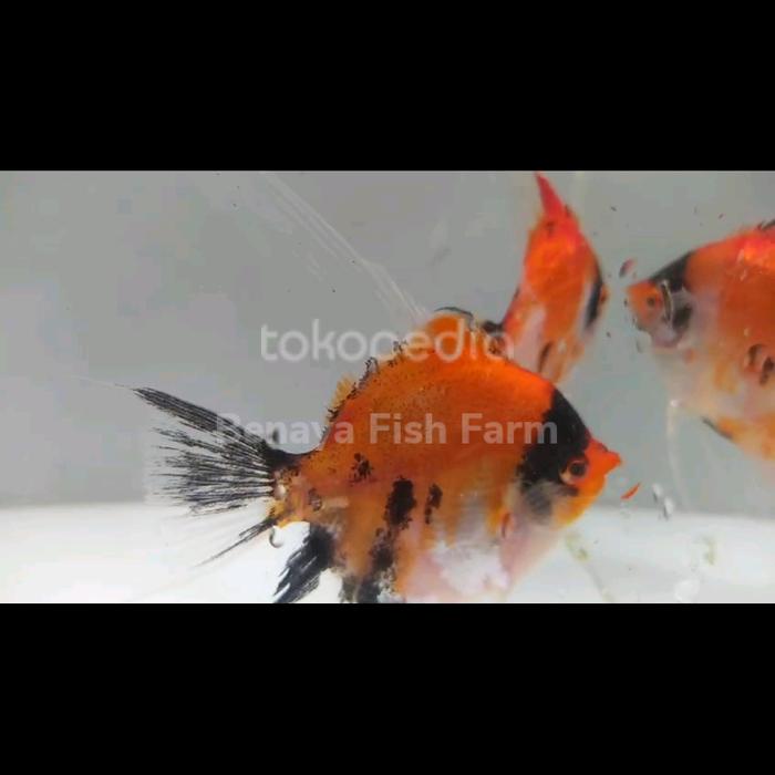 Jual Ikan Manfish Red Devil Proven Pair Grade A - Kab. Bogor - Benaya ...