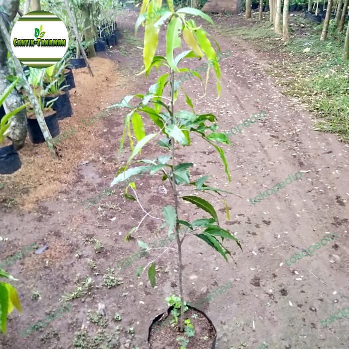 Jual Tanaman Hias Pohon Glodokan Tiang Tanaman Pager Pohon Glodokan 1 ...