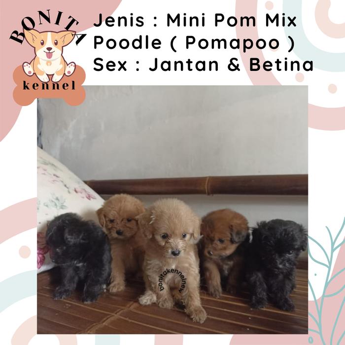 Jual Red Toy Poodle Mix Mini Pomeranian Anak Anjing Pomapoo Minipom ...